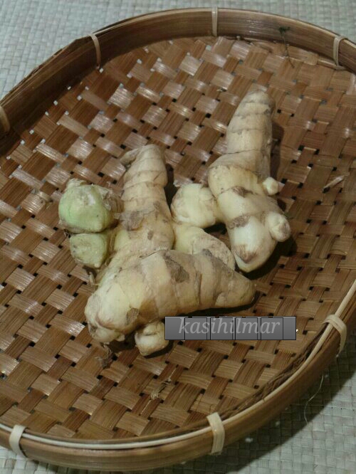 Khasiat Temu Pauh – Kasih Ilmar